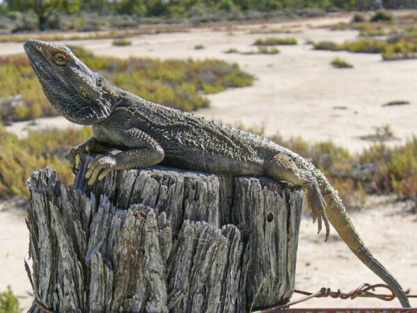 Hebel – Great Inland Way