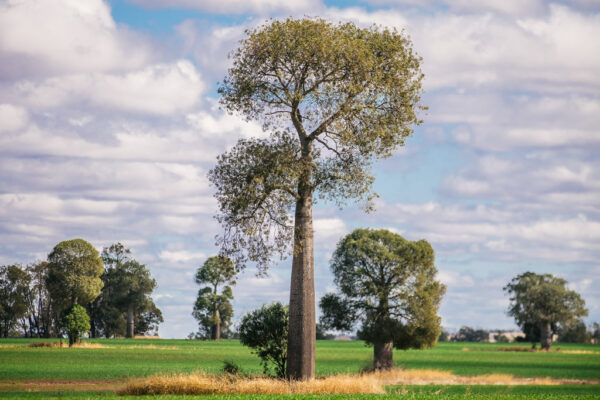 Roma – Great Inland Way